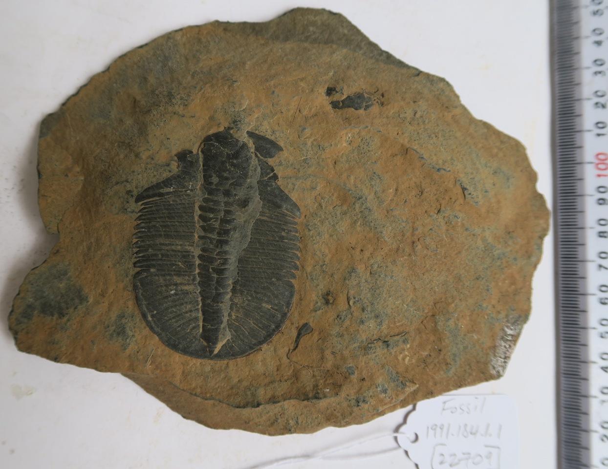 Trilobite fossil - Tairawhiti Museum