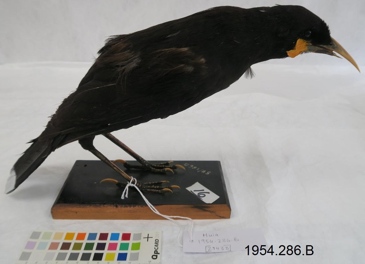 Huia - Tairawhiti Museum