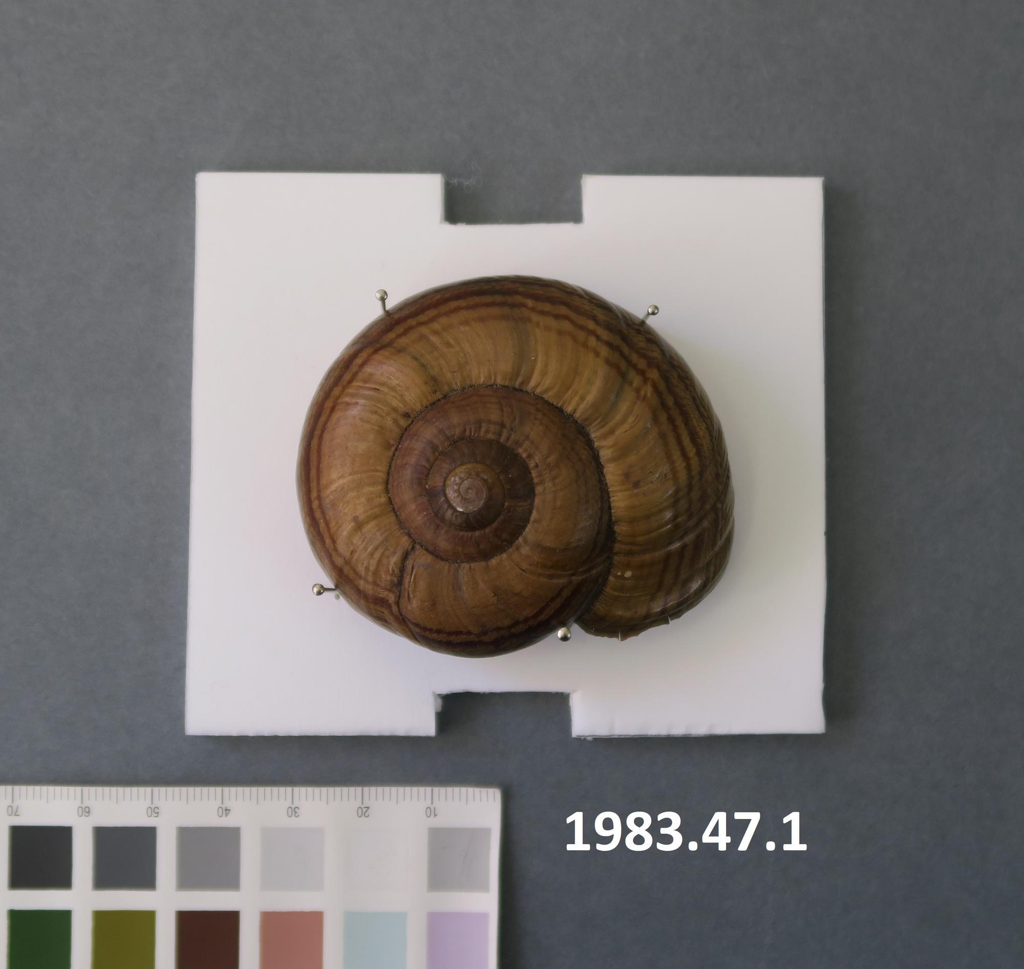 Animal specimen - Tairawhiti Museum