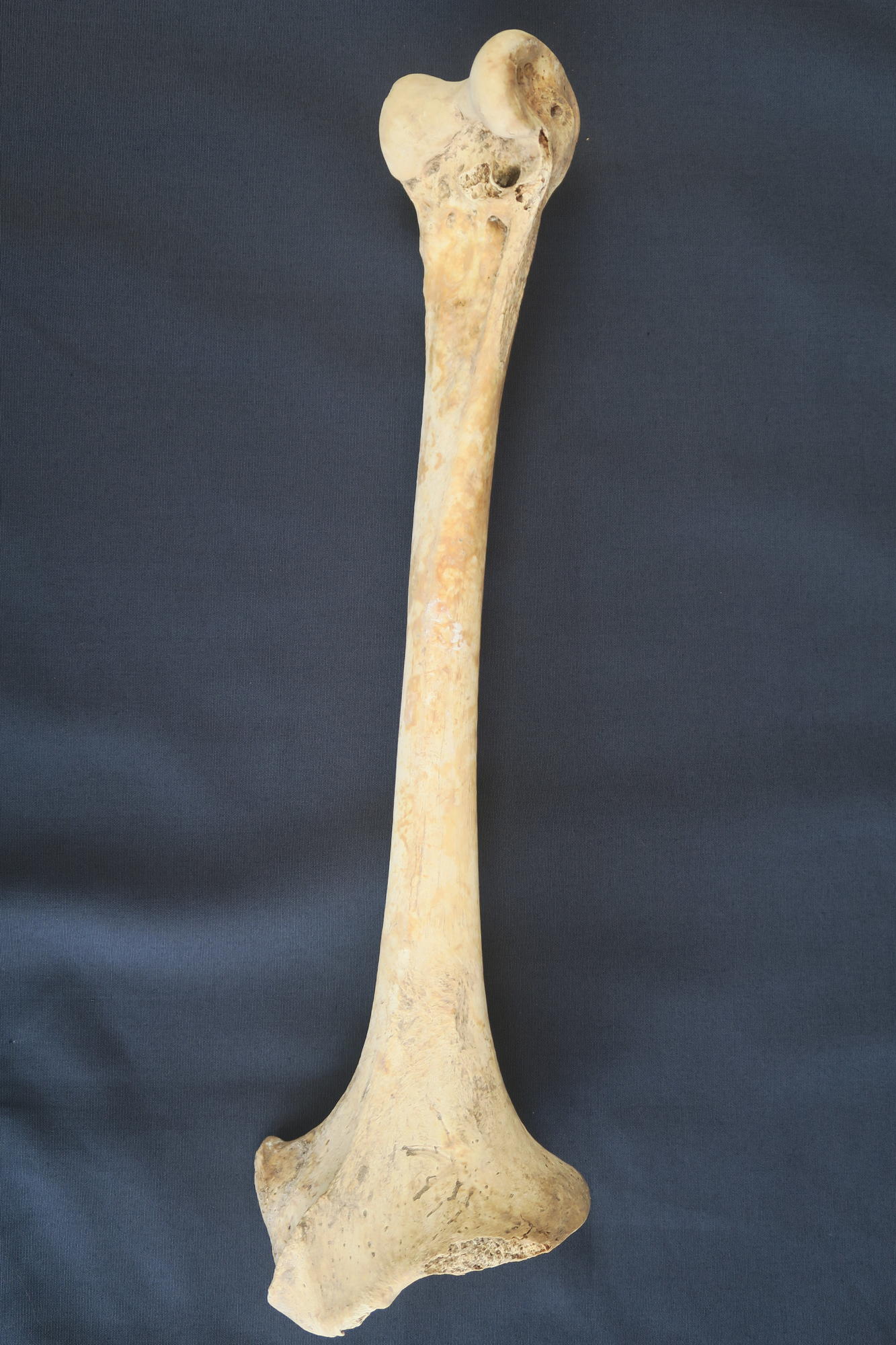 Moa leg bone - Tairawhiti Museum