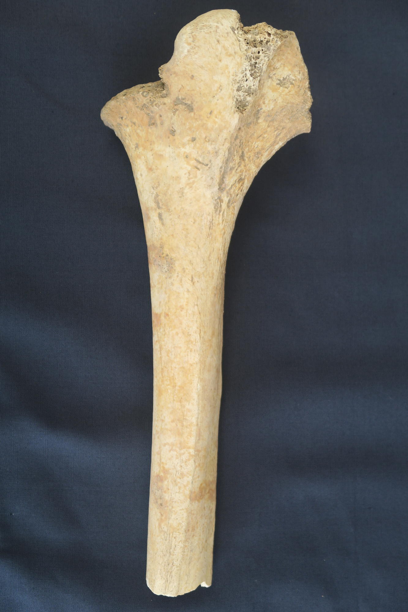 Object - Tairawhiti Museum