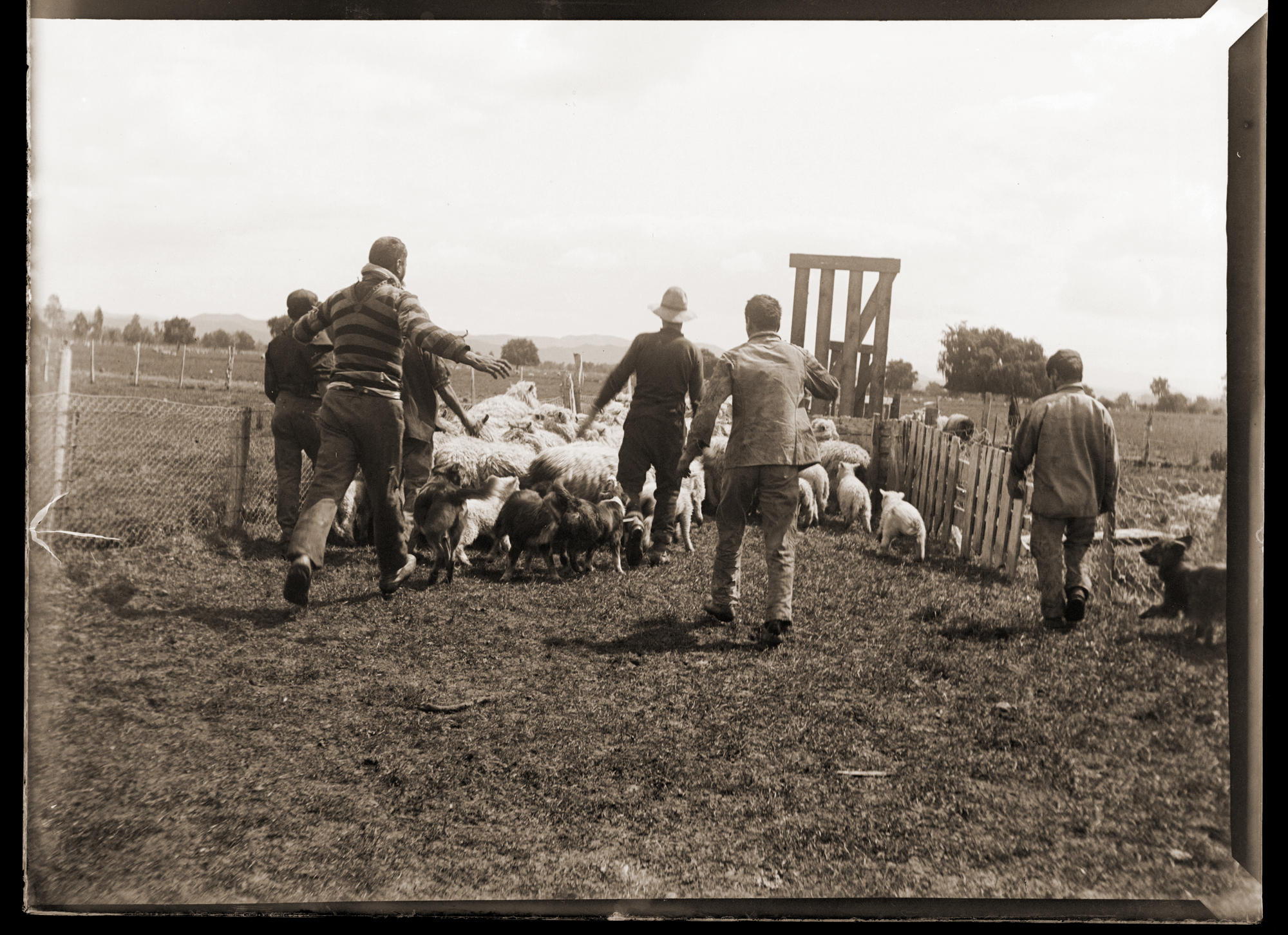 Sheep mustering - Tairawhiti Museum