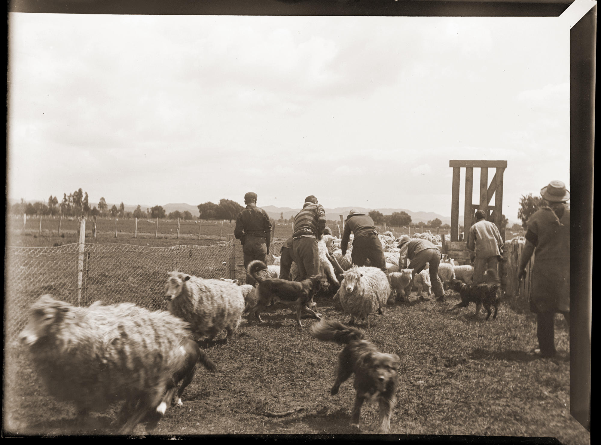 Sheep mustering - Tairawhiti Museum