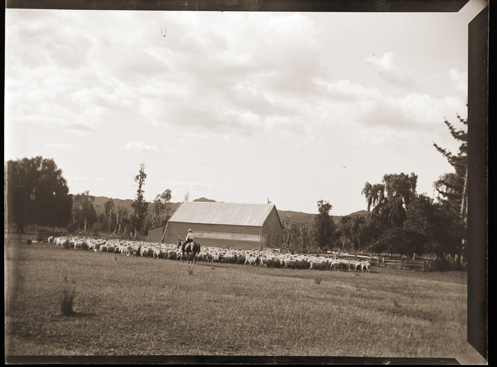 Sheep mustering - Tairawhiti Museum