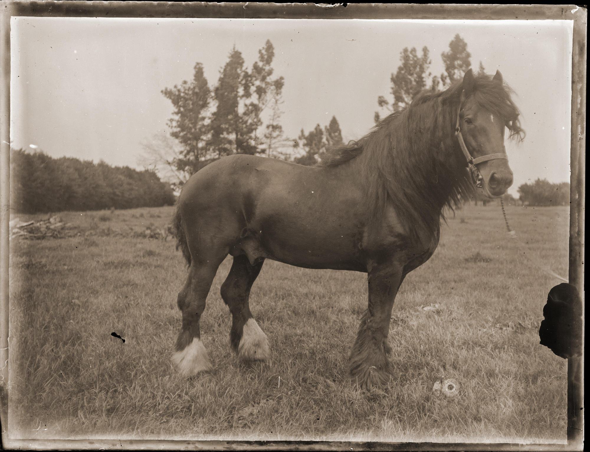 Glass plate negative - Tairawhiti Museum