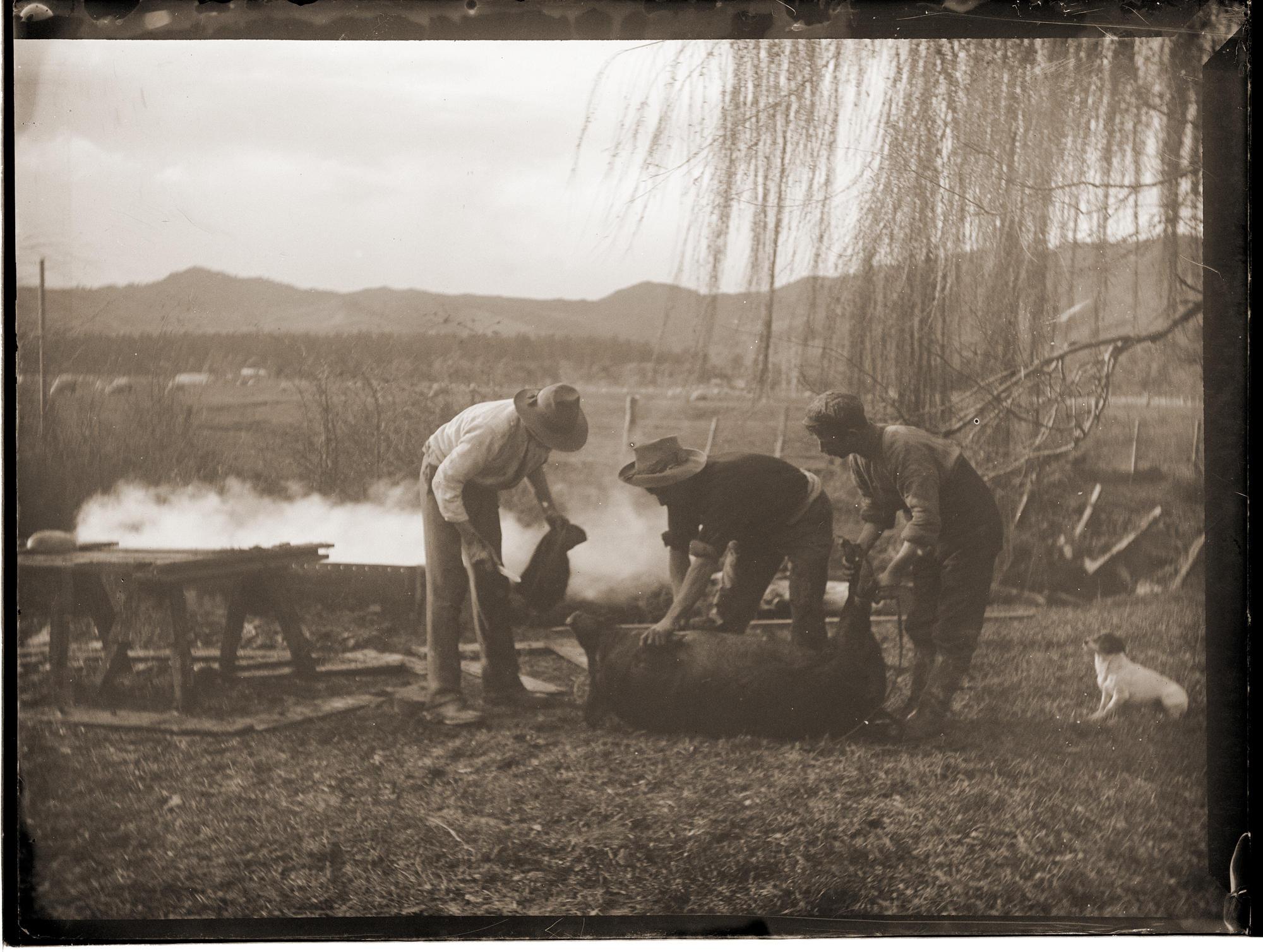 Glass plate negative - Tairawhiti Museum