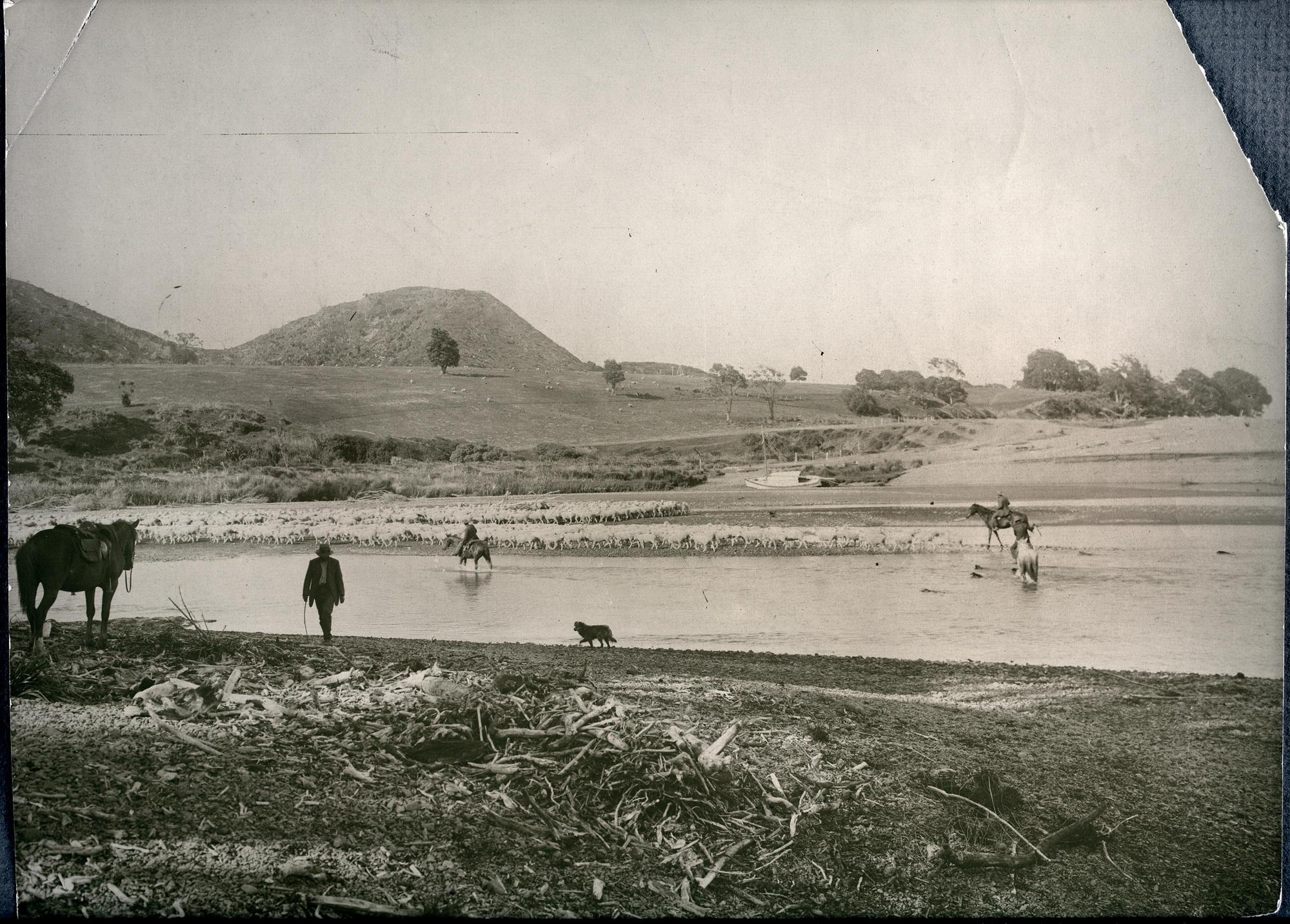Sheep crossing river - Tairawhiti Museum