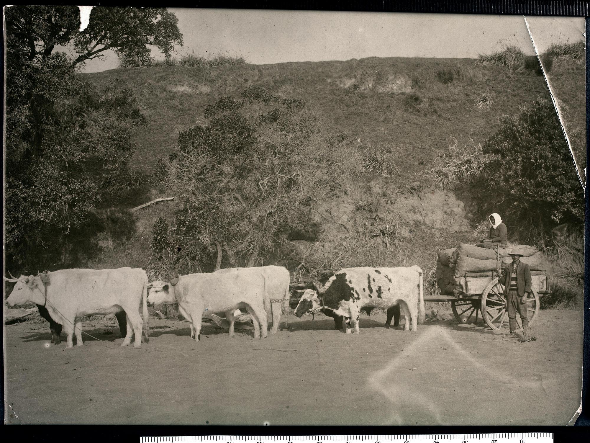 Bullock team - Tairawhiti Museum