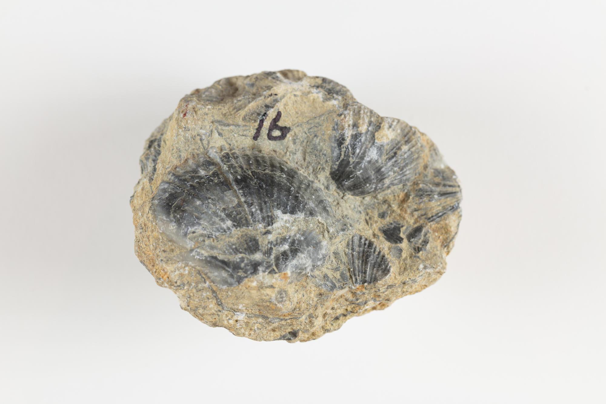 Fossil: bivalve - Tairawhiti Museum