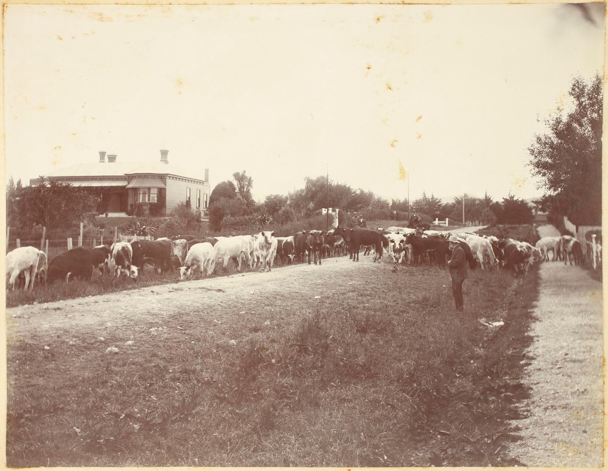 Cattle mob - Tairawhiti Museum