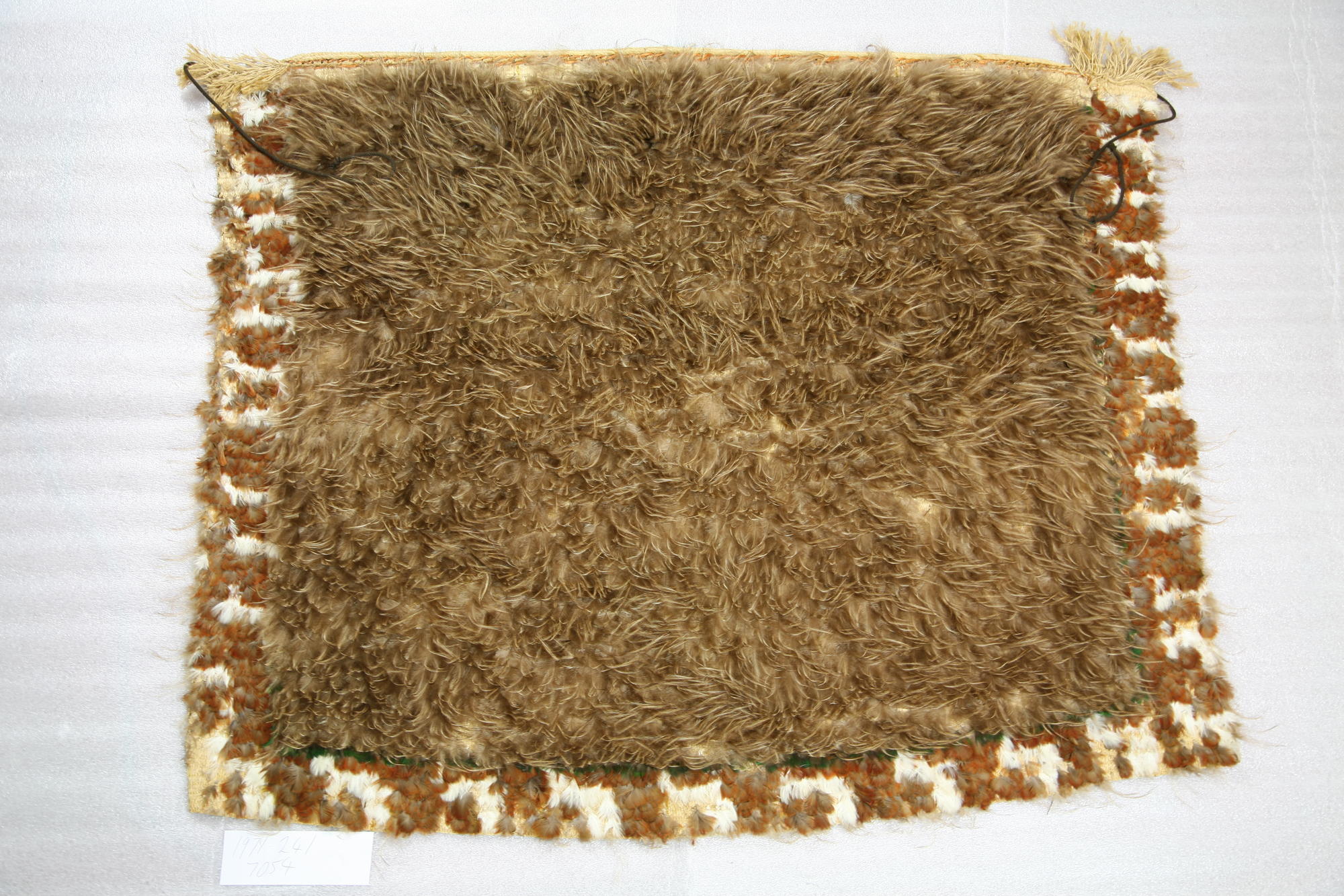 Kahu Kiwi - Tairawhiti Museum